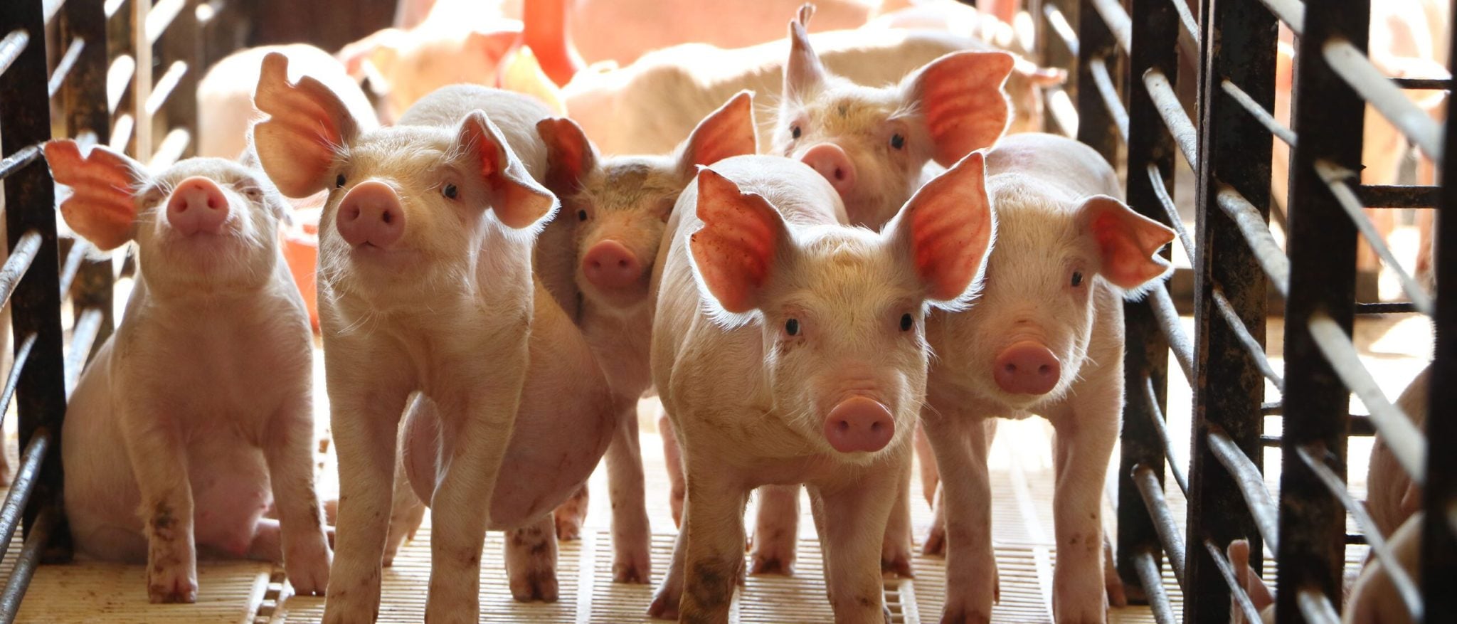 ECO Animal Health Reports Strong Trading From Health Products Globally